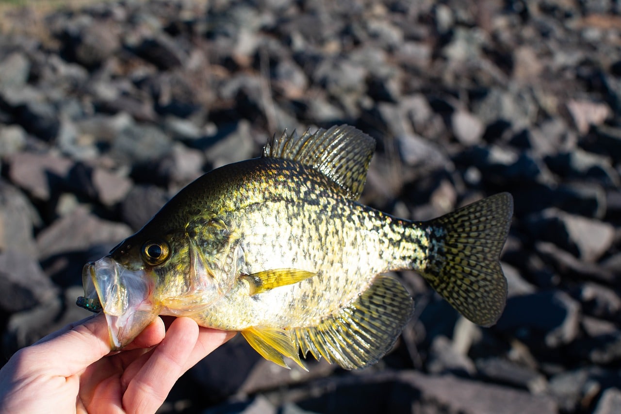 How To Fish For Crappie: The 7 Best Baits Reviewed In 2025