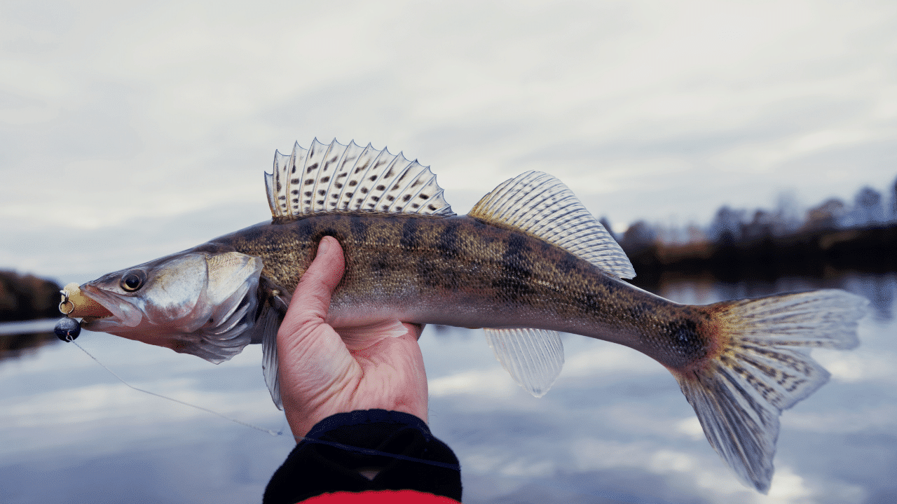 8 Best Walleye Lures For 2022 (Buying Guide)