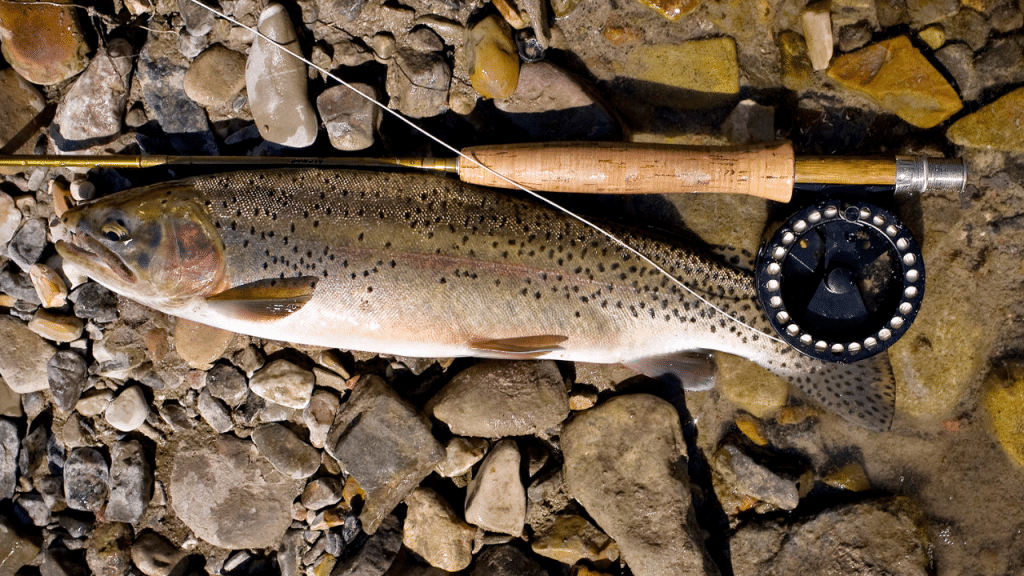 9 Best Trout Fishing Rods For 2024 Buying Guide