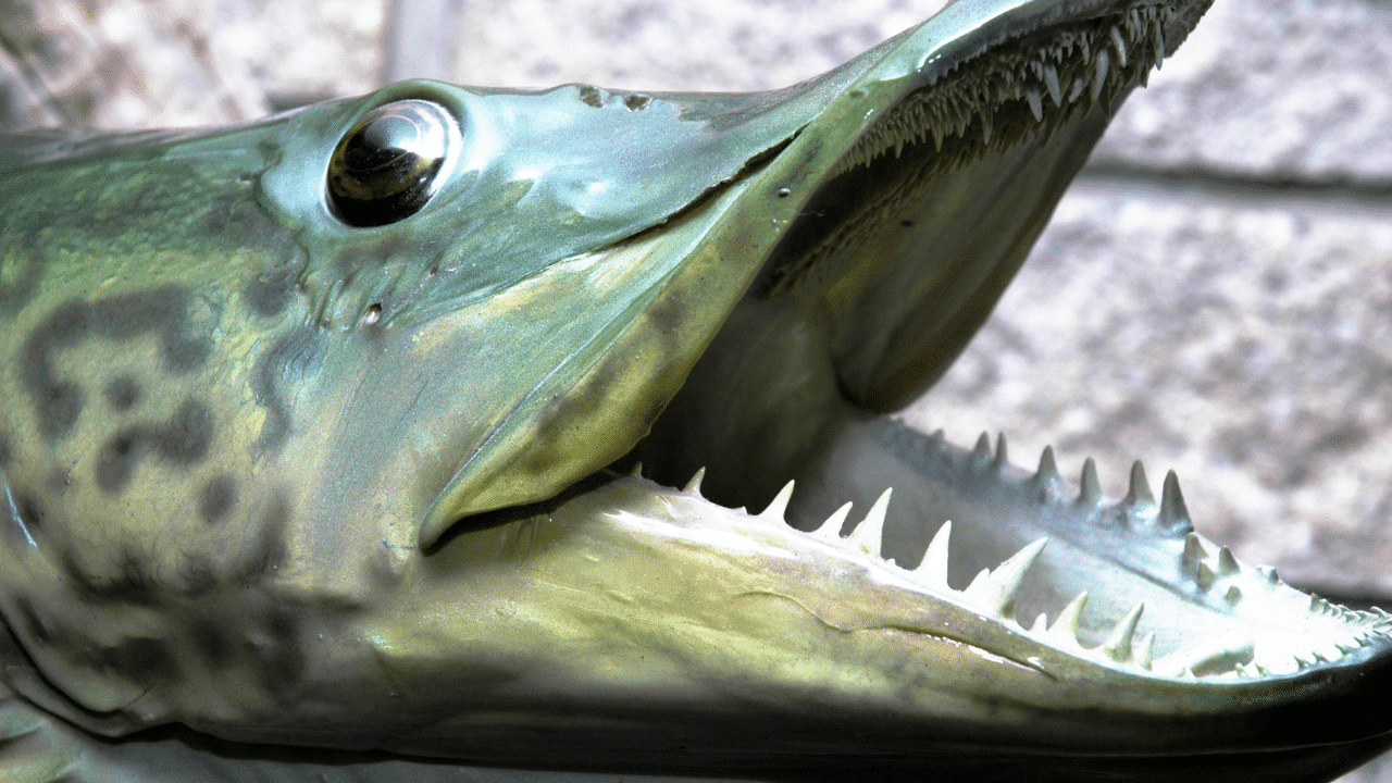 7 Best Musky Rods For ANY Budget And Skill Level [2025]