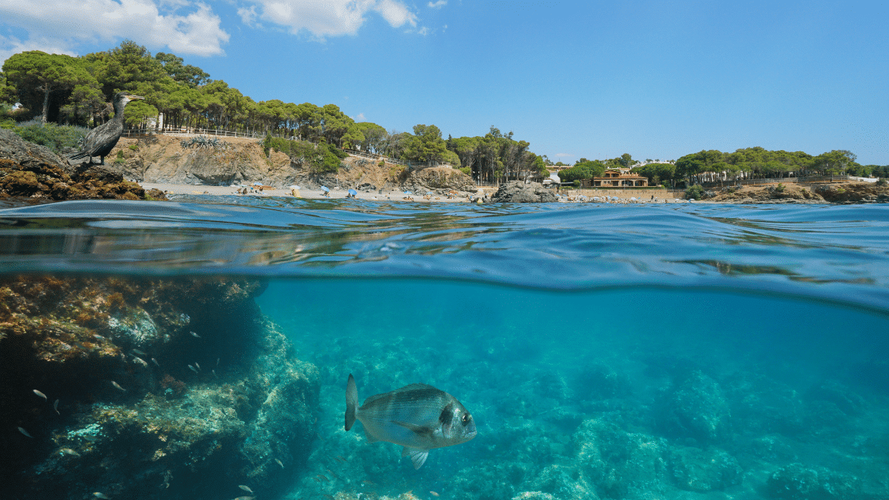7 Best Underwater Fishing Cameras Of 2025 [Buying Guide]